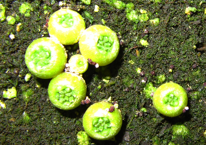 MagiCactus.com - Favorite Cacti and Caudiciforms - Aztekium