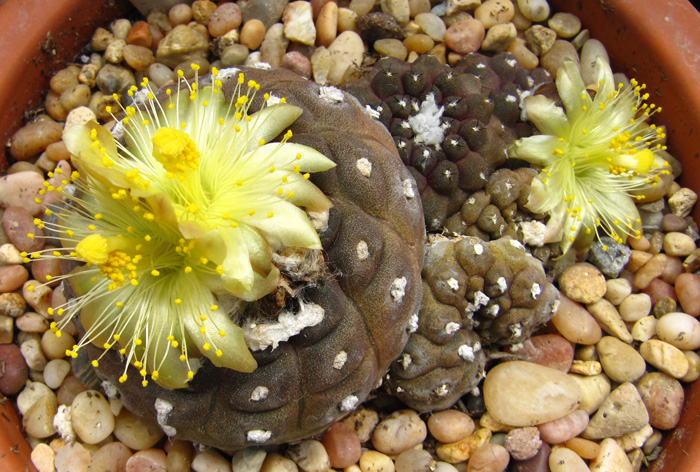 MagiCactus.com - Favorite Cacti and Caudiciforms - Copiapoa