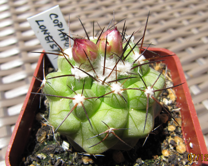 MagiCactus.com - Favorite Cacti and Caudiciforms - Copiapoa