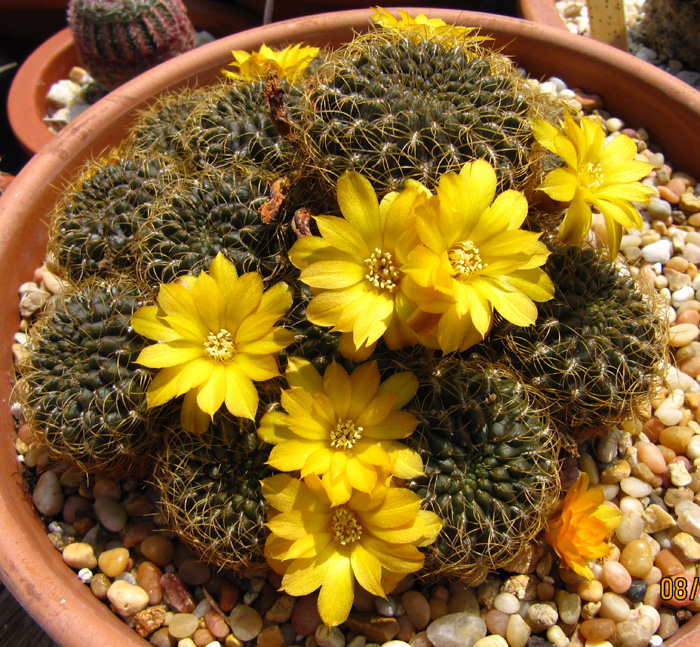 MagiCactus.com - Favorite Cacti and Caudiciforms - Rebutia and Sulcorebutia