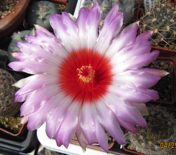 MagiCactus.com - Favorite Cacti and Caudiciforms - Thelocactus